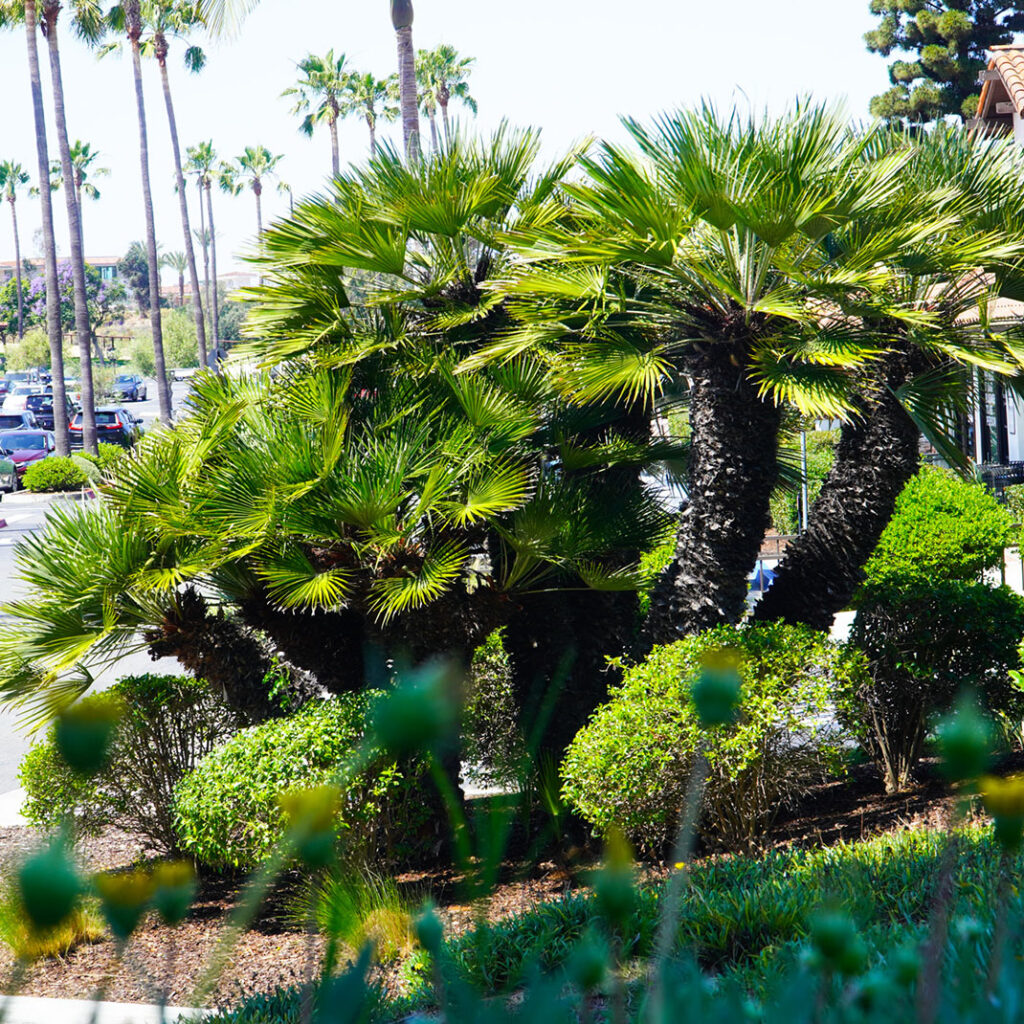 Digging Deep - Pacific Green Landscaping